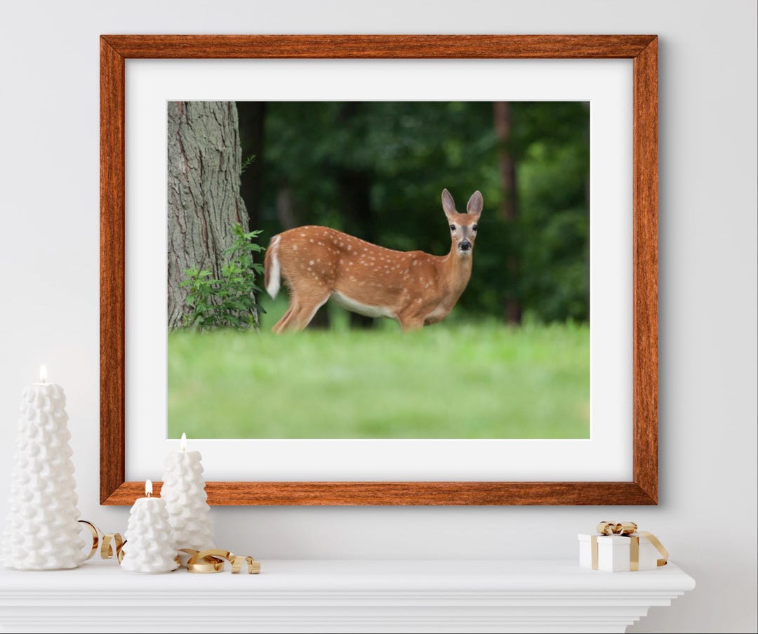 White-tailed Fawn in Spring Photo, Whitetail Wall Art, Wildlife Nature ...