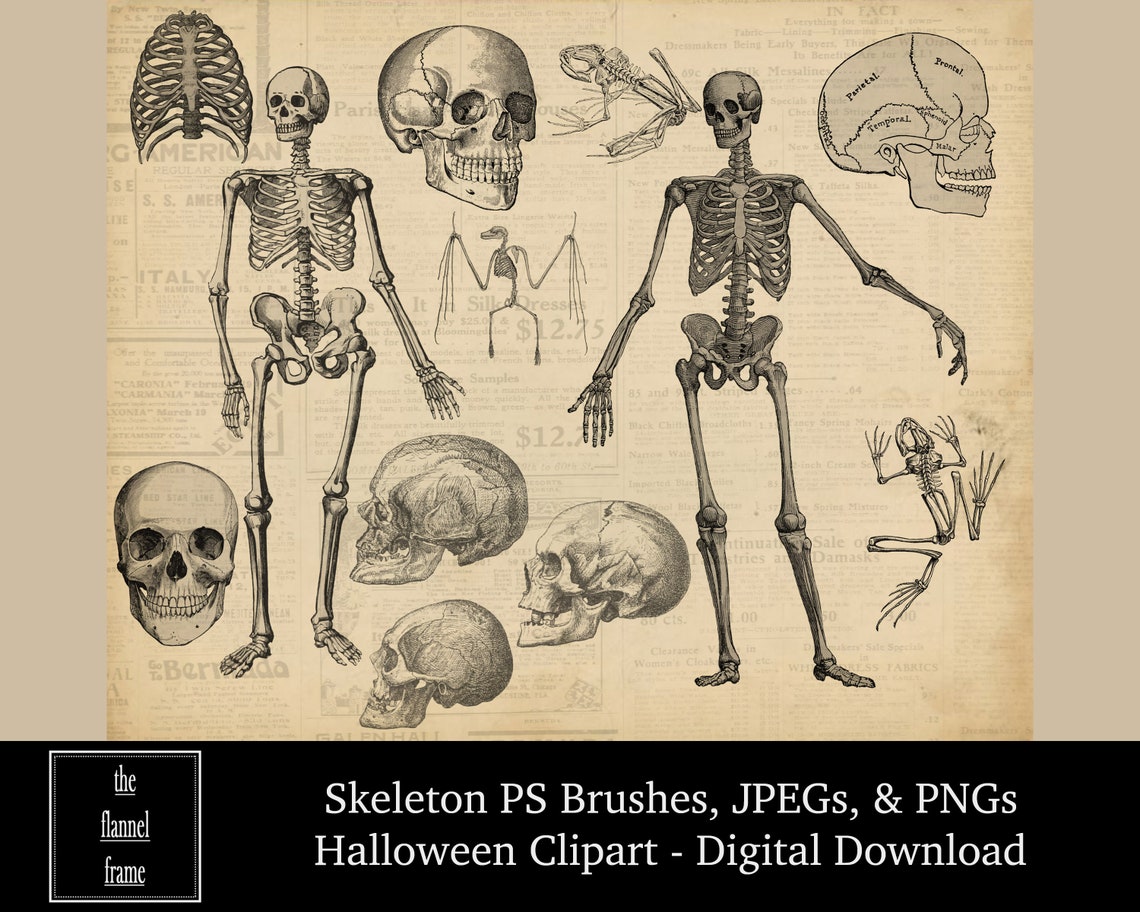 Vintage Skeleton Bones Photoshop Brushes PNG JPEG File Set - Etsy
