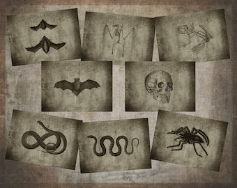 Digital Download Printable Skeleton Cut Out Illustration Human Anatomy ...