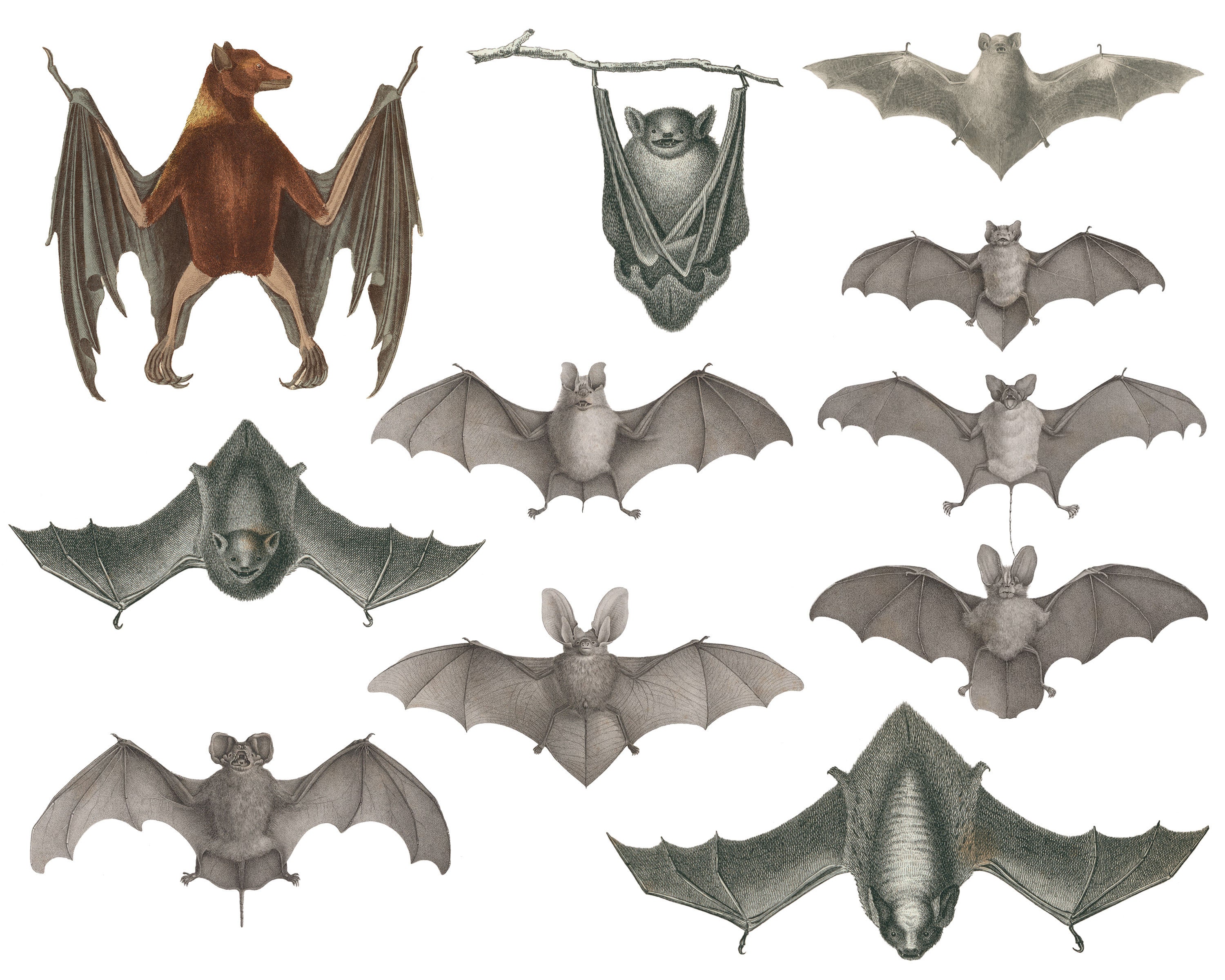 Vintage Bat Illustration Halloween Clip Art Set of 11 JPEG & | Etsy