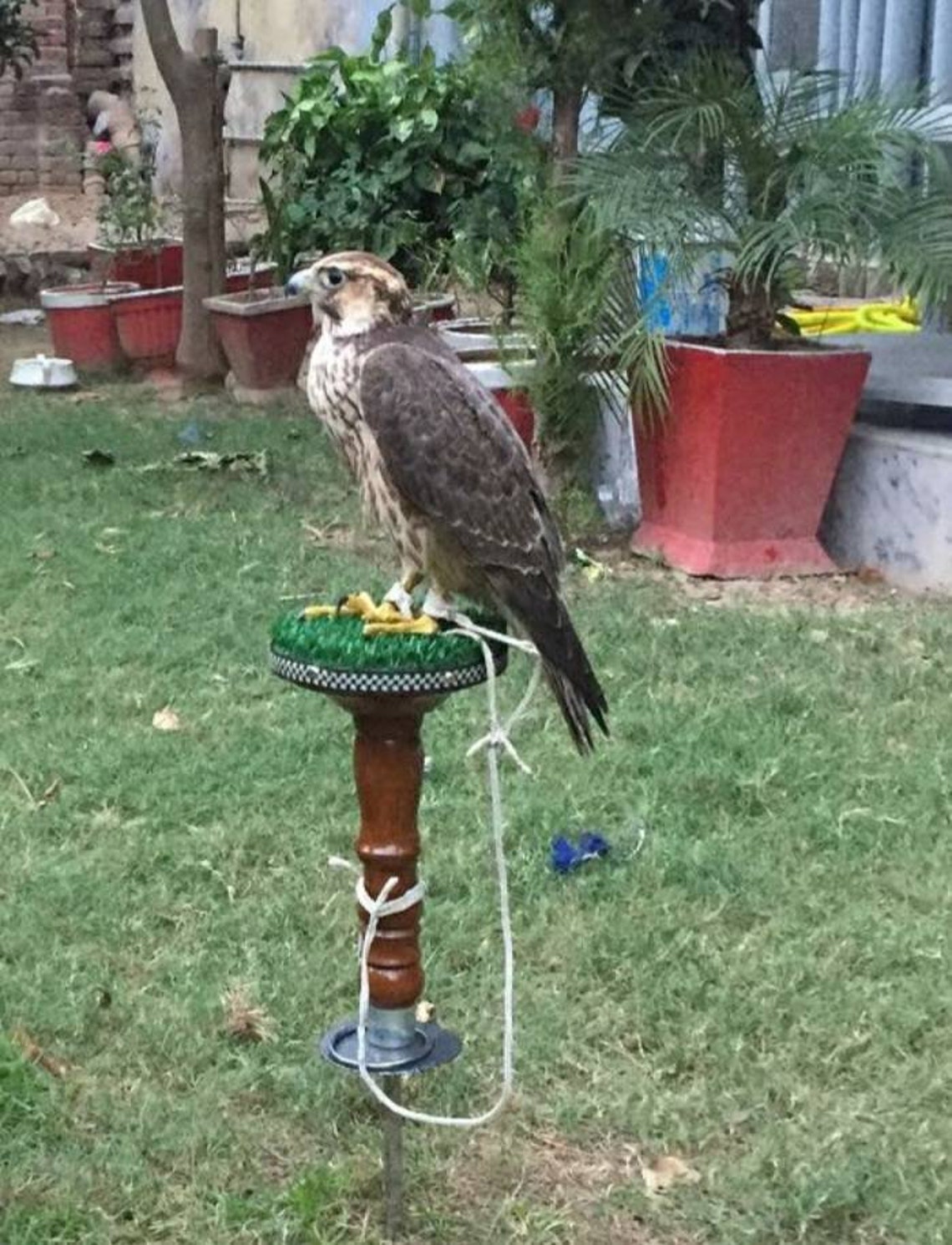 Falconry Block Falconry Perch Bird Perch Falconry Arab | Etsy