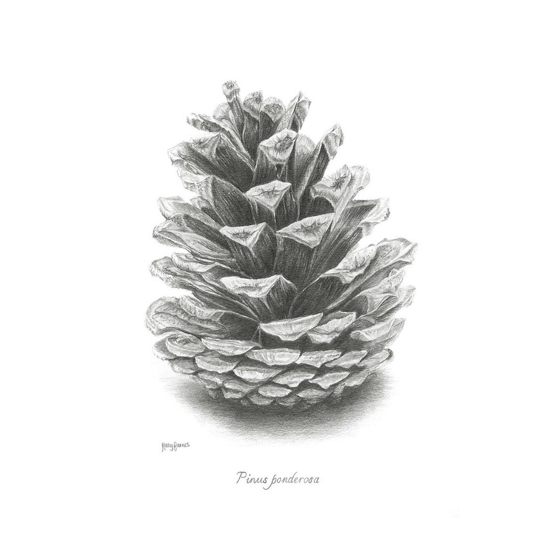 Ponderosa Pine Cone Digital Art | Hand-drawn Pencil Sketch ...