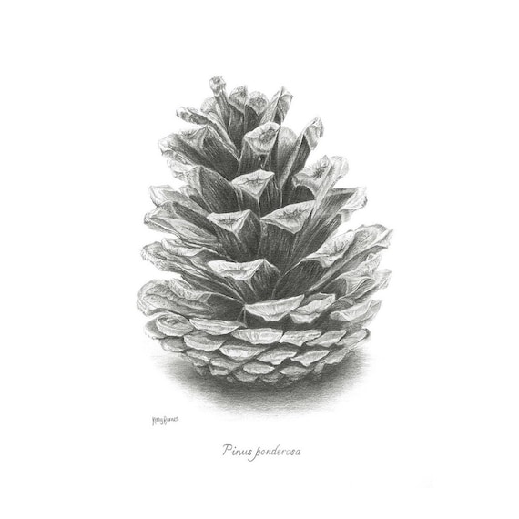Pine Cone Pen Drawing