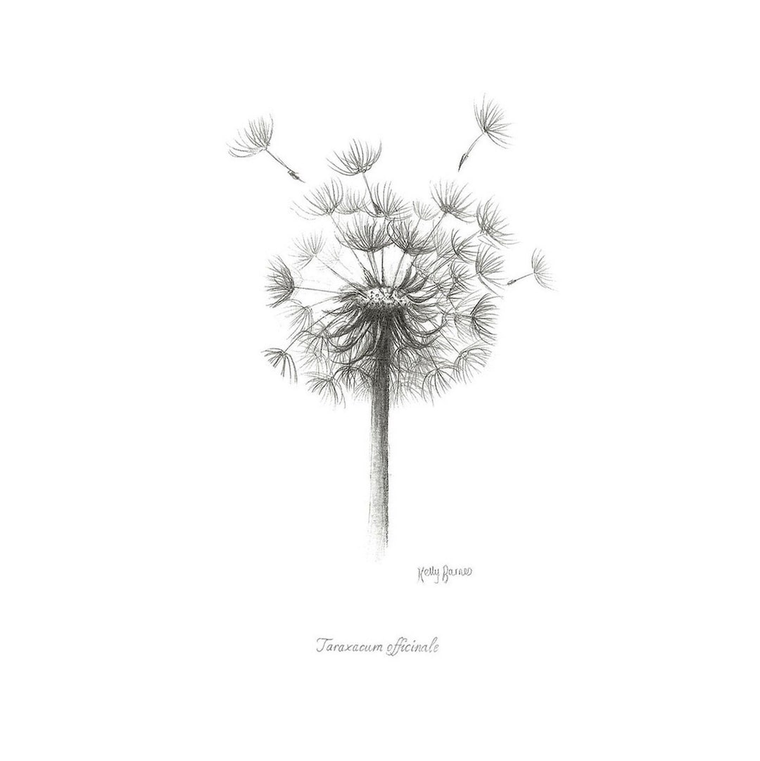 Dandelion Seed Head Digital Art | Hand-drawn Pencil Sketch ...