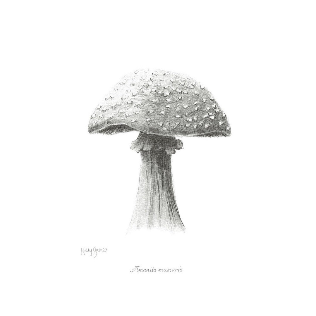 Toadstool Digital Download | Hand-drawn Pencil Sketch | Downloadable ...