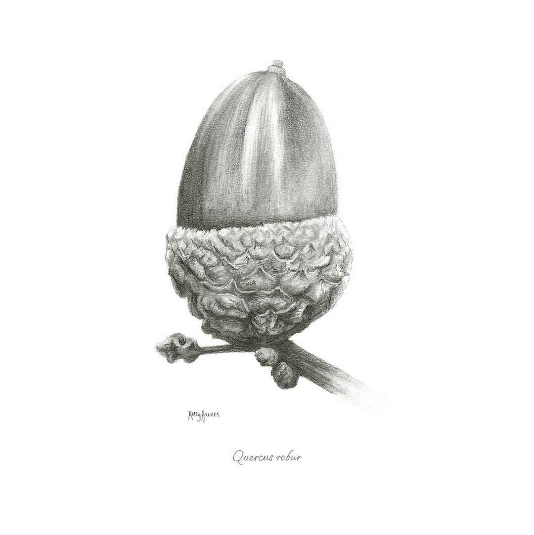 Acorn Digital Download Hand-drawn Pencil Sketch Downloadable Pencil ...