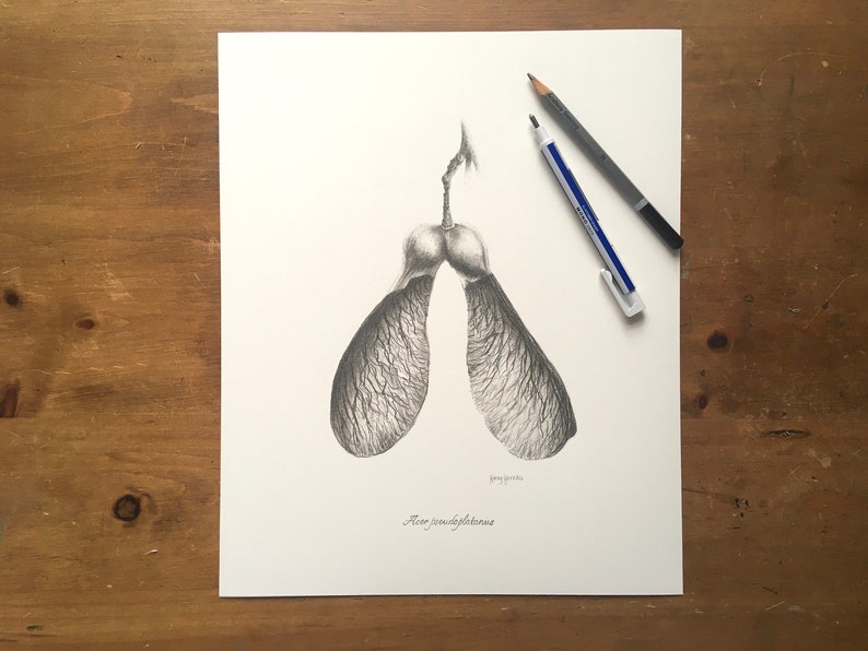 Sycamore Seeds Greeting Card Botanical Drawing Hand-drawn Pencil Sketch ...
