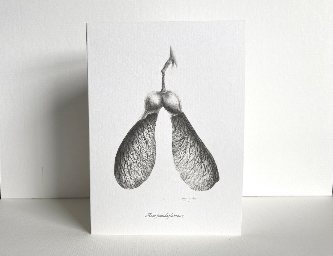 Sycamore Seeds Greeting Card | Botanical Drawing | Hand-drawn Pencil ...
