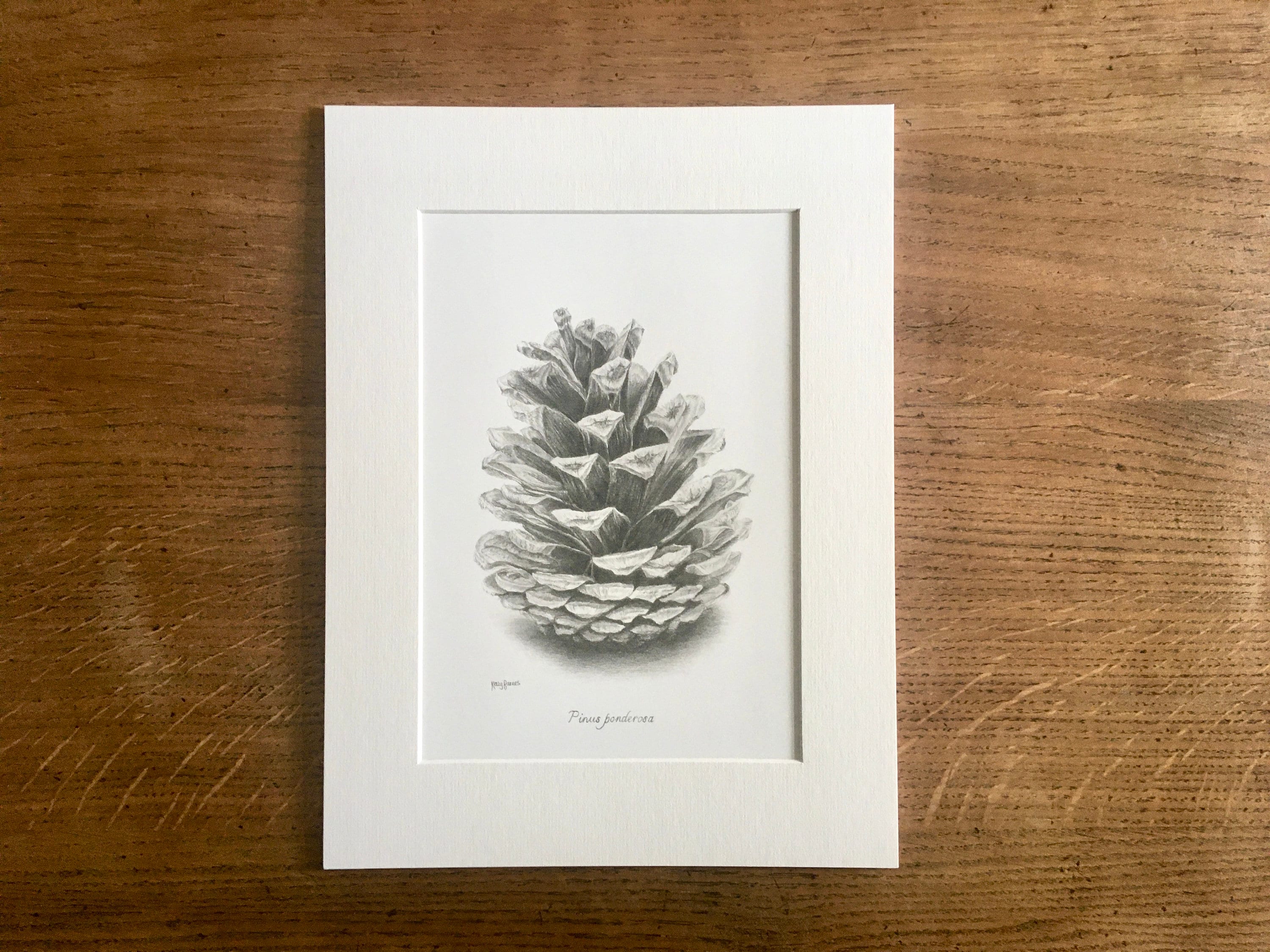 Pine Cone Mounted Print Pinus Ponderosa Botanical Drawing Hand-drawn ...