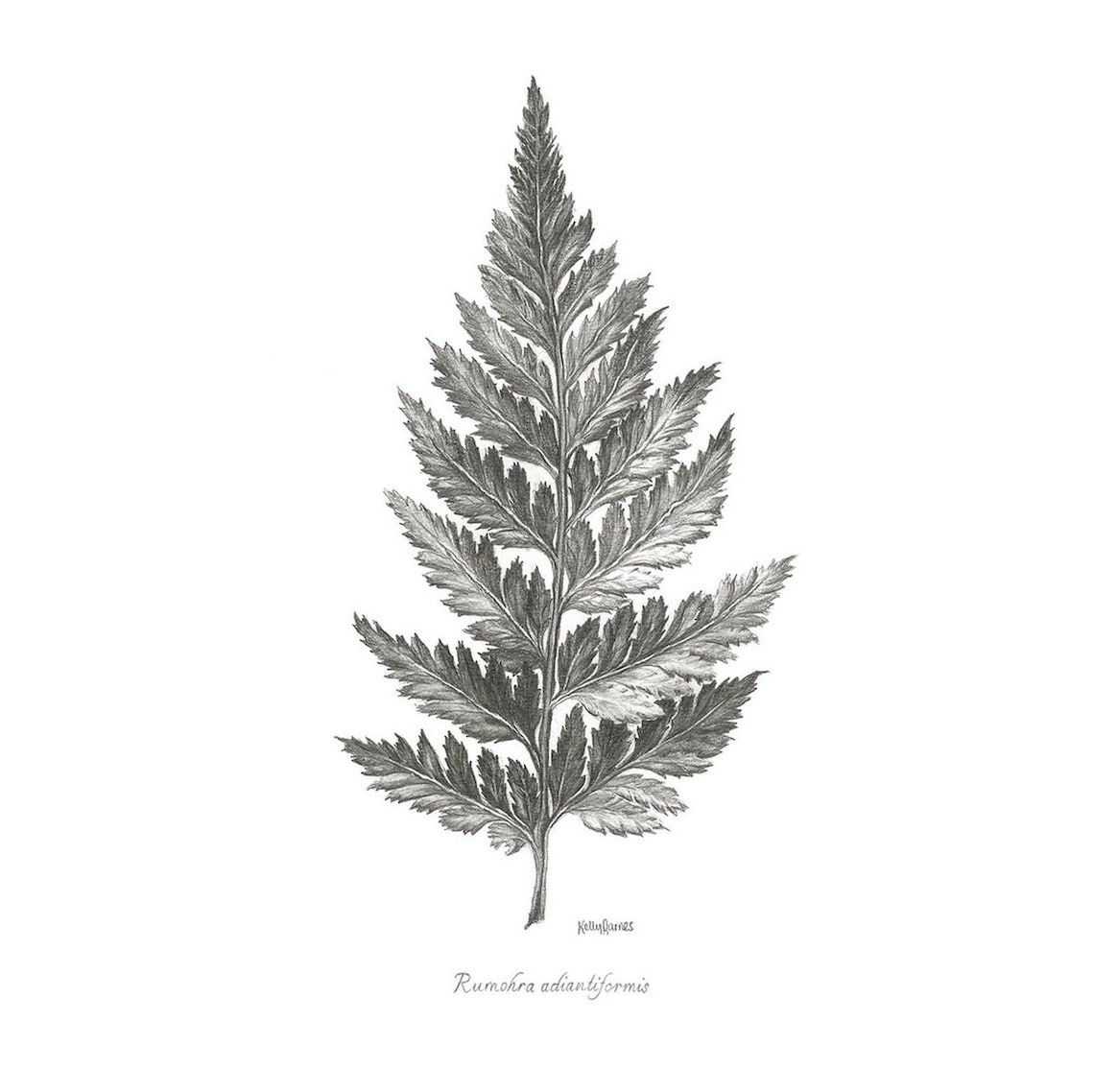Fern Mounted Print Rumohra Adiantiformis Botanical Drawing - Etsy