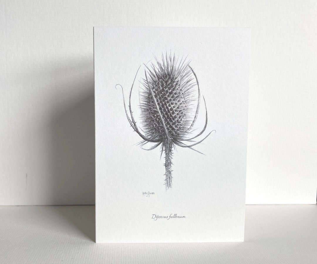 Teasel Greeting Card | Botanical Drawing | Hand-drawn Pencil Sketch ...