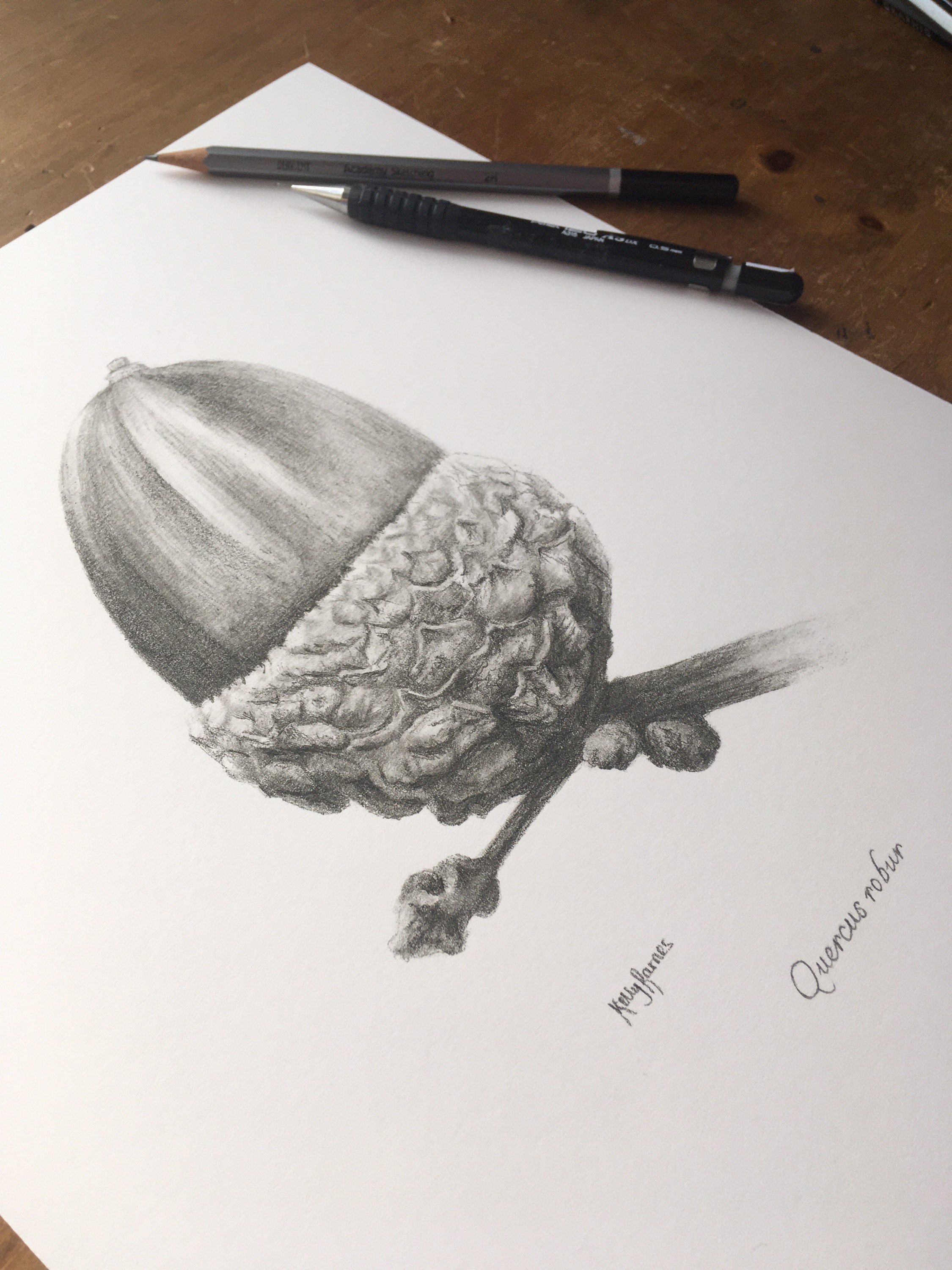 Acorn Digital Download Hand-drawn Pencil Sketch Downloadable Pencil ...
