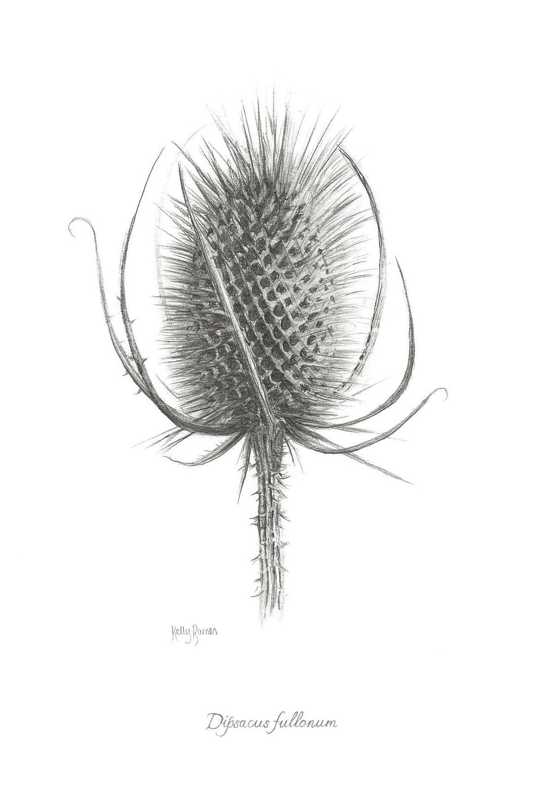 Teasel Digital Download Hand-drawn Pencil Sketch Downloadable Pencil ...