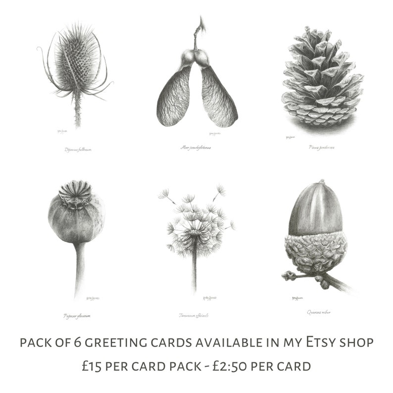 Sycamore Seeds Greeting Card Botanical Drawing Hand-drawn Pencil Sketch ...