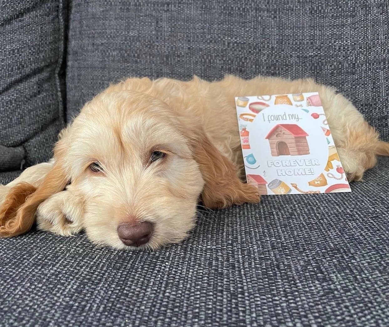 Puppy Milestone Cards Dog Milestones New Puppy Gift Dog - Etsy UK