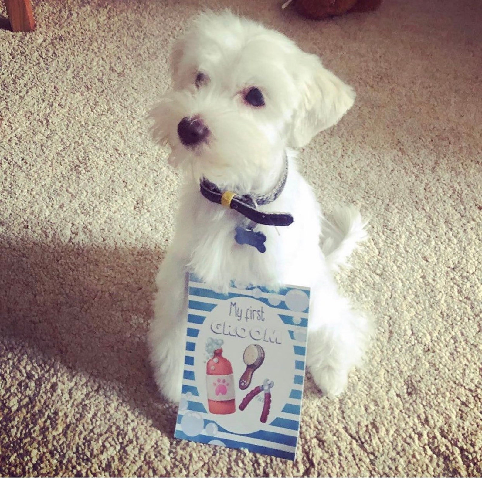 Puppy Milestone Cards Dog Milestones New Puppy Gift Dog - Etsy UK