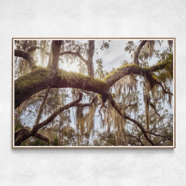 Print Oak Tree Spanish Moss - Etsy