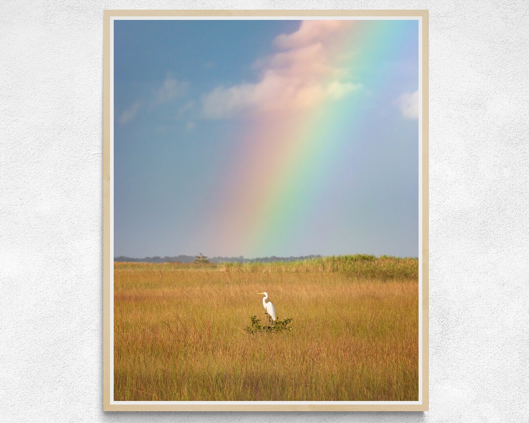 Everglades Egret Rainbow Photo | Florida Bird Art - Etsy