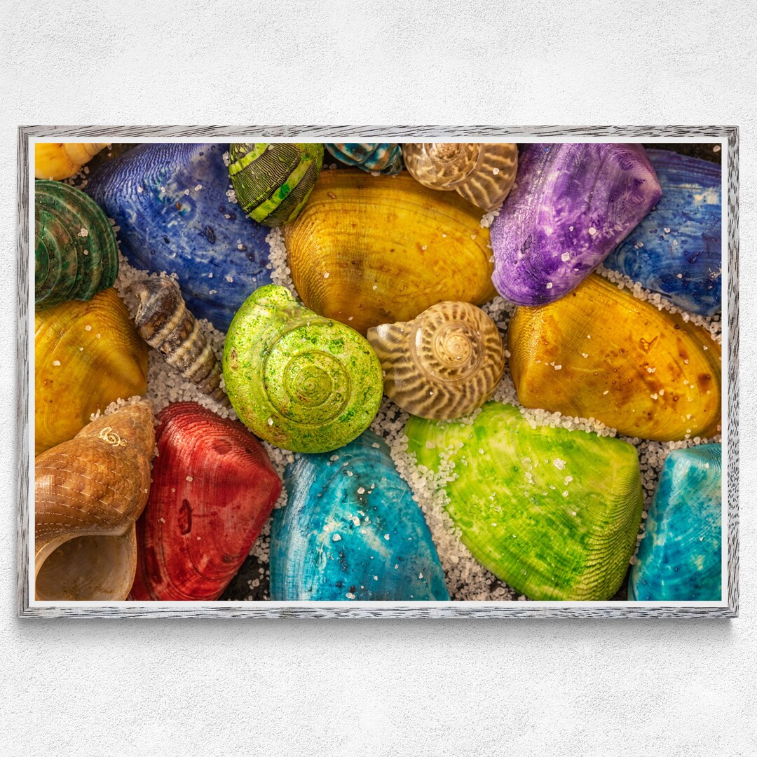 Colorful Seashell Print | Nautical Decor | Seashell Photography ...