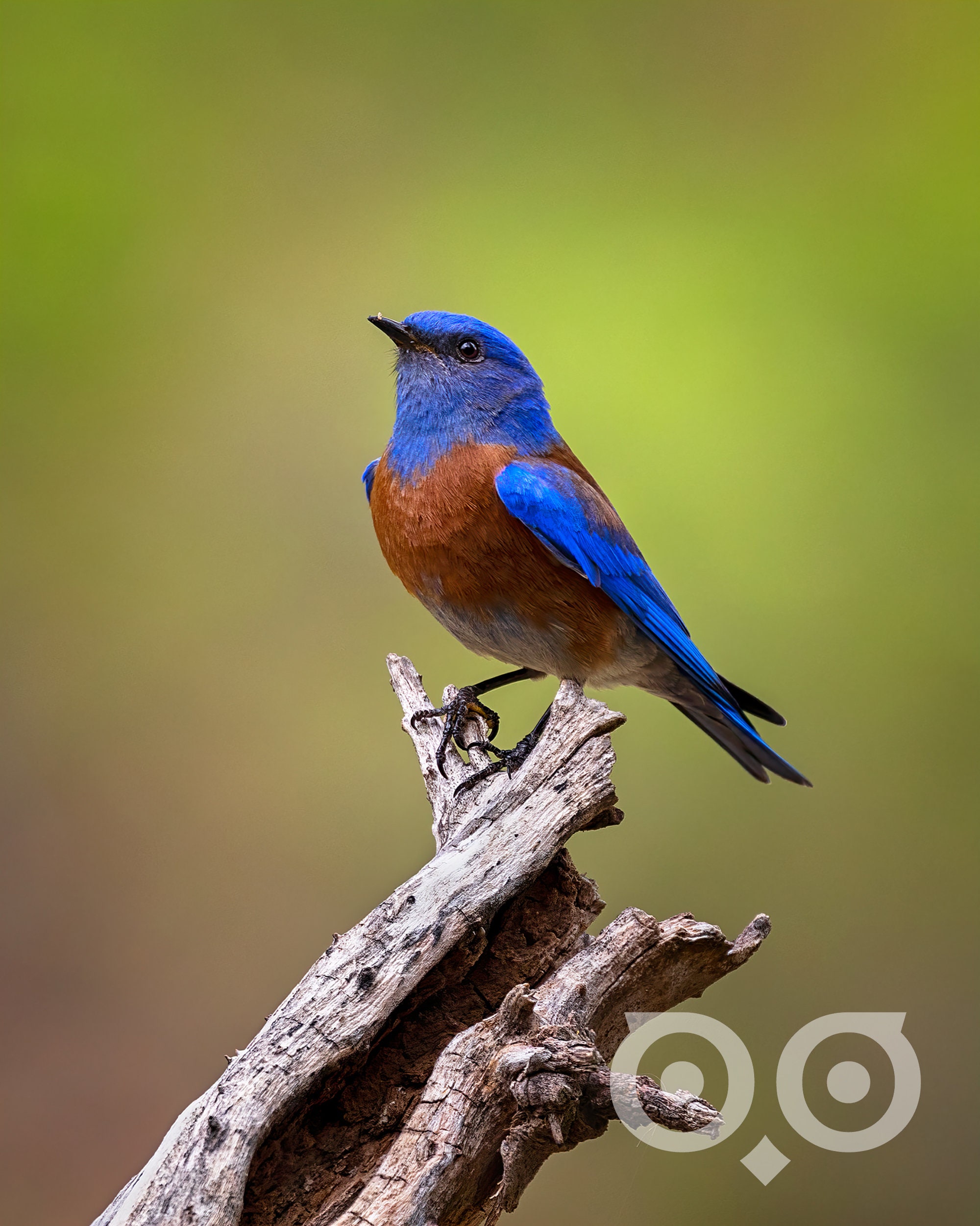 Western Bluebird