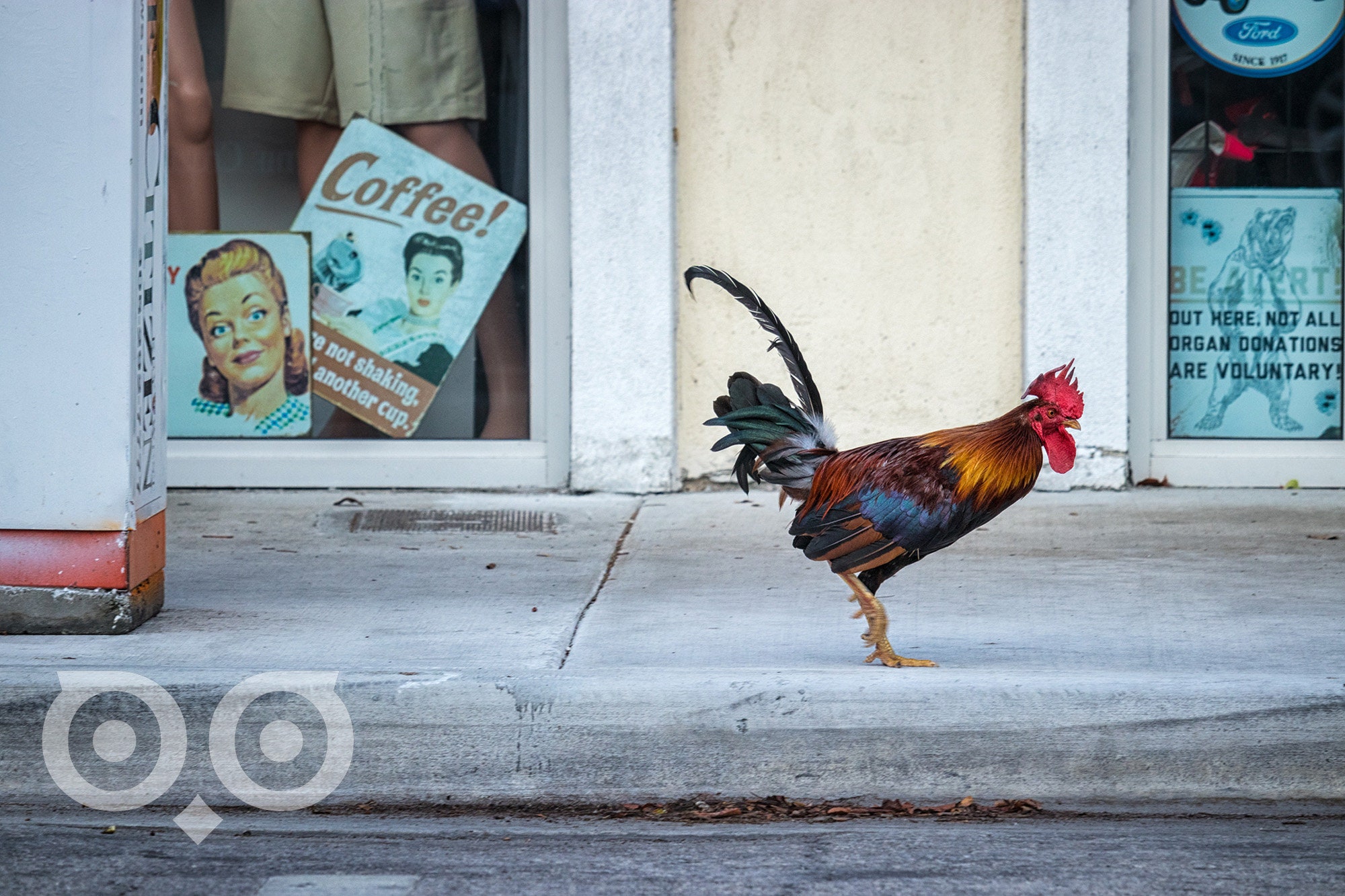 Key West Art Key West Rooster Florida Keys Coastal Decor Key West Print ...