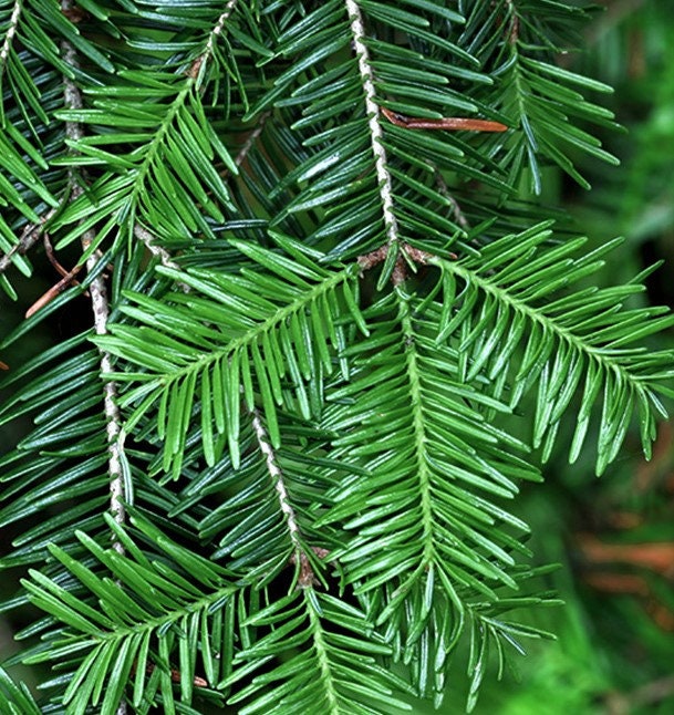 Balsam Fir Wax Abies Balsamea Canada - Etsy