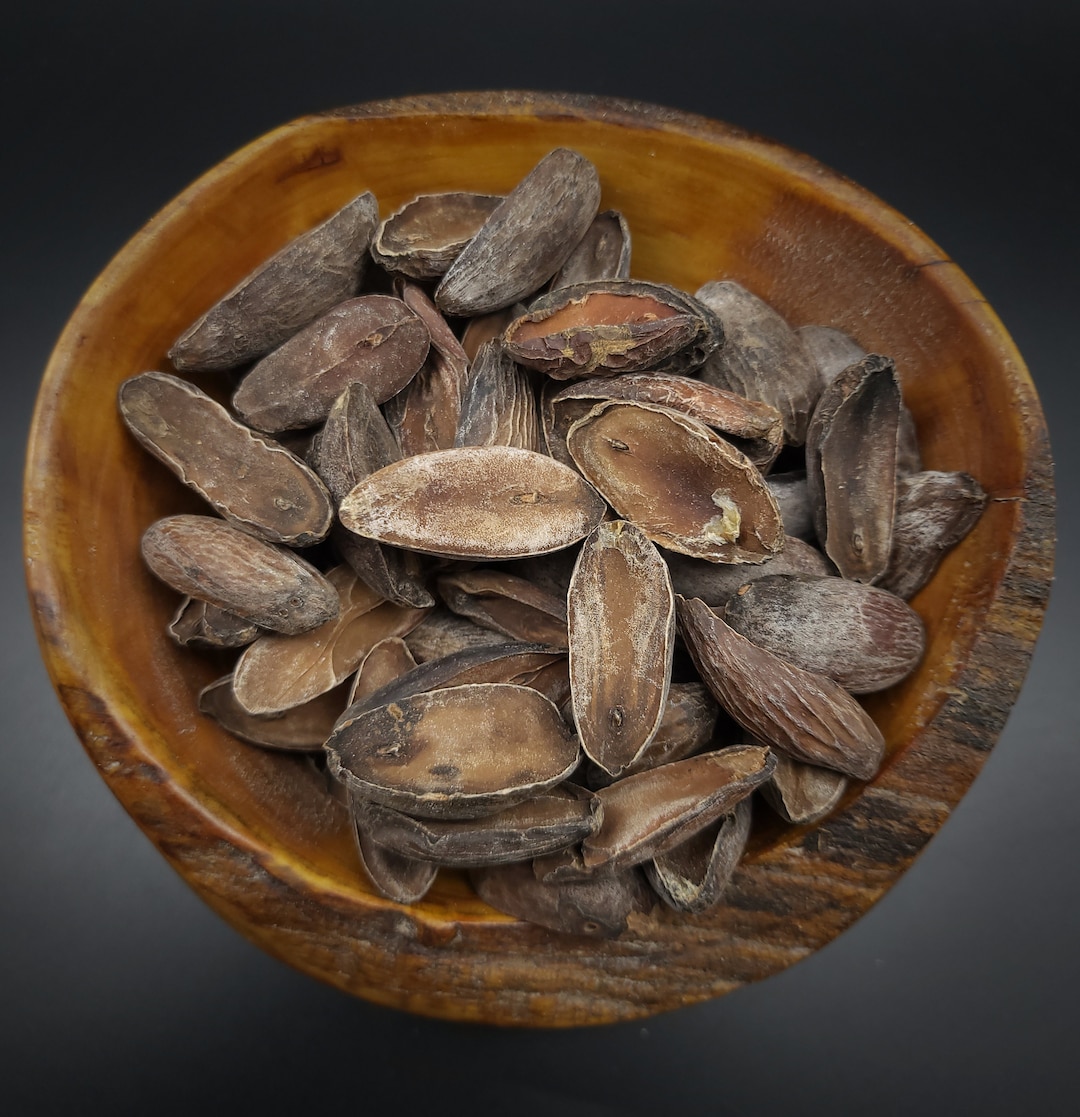 Pixuri Seeds - Puxuri Seeds - Licaria Puchury - Brazil - Etsy