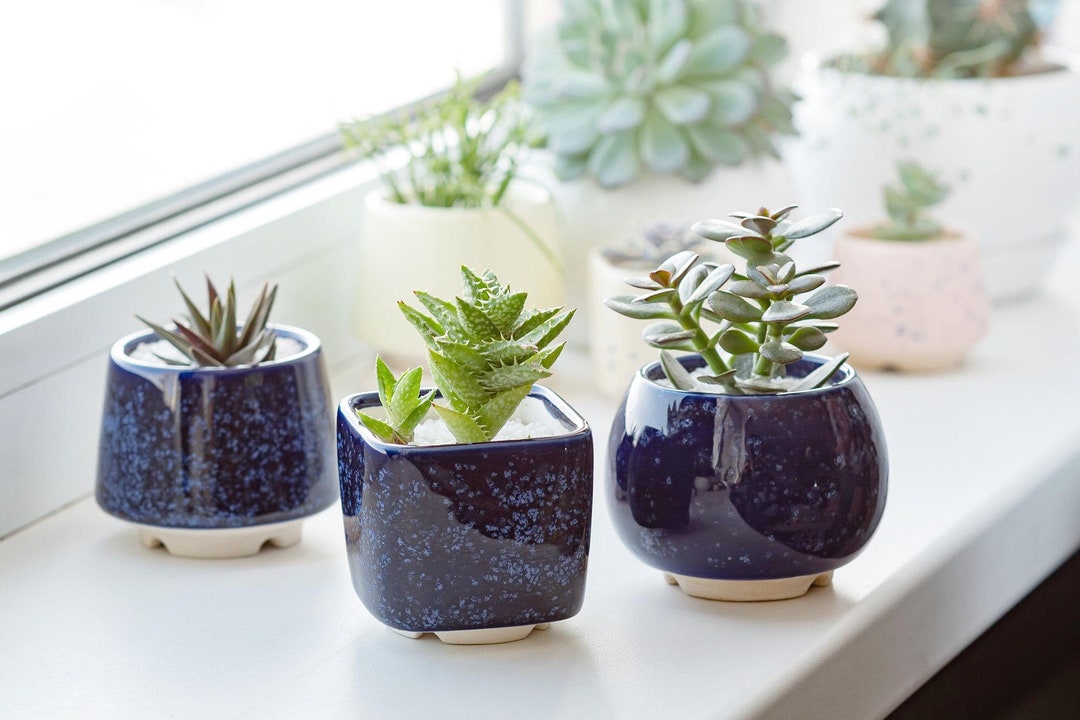 Set Blue Speckled Succulent Pot Round, Size M Tiny Drainage Succulent ...