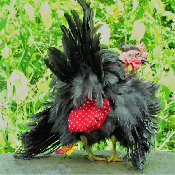 Chicken Healthcare Backyard Poultry Supplies Adjustable Poultry Diaper ...