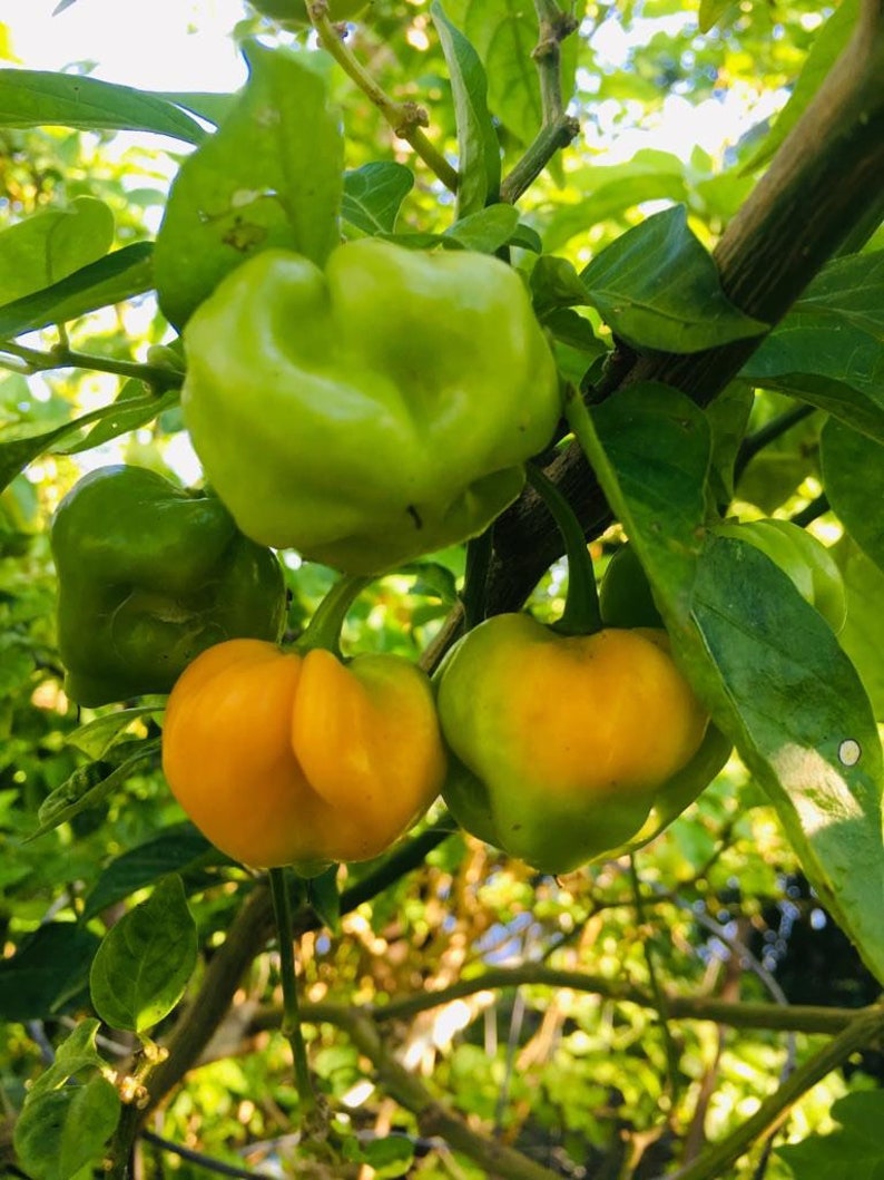 Jamaican Scotch Bonnet Peppers Whole Fresh Pods. Caribbean - Etsy