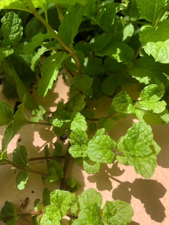 Planta De Menta Jamaicana