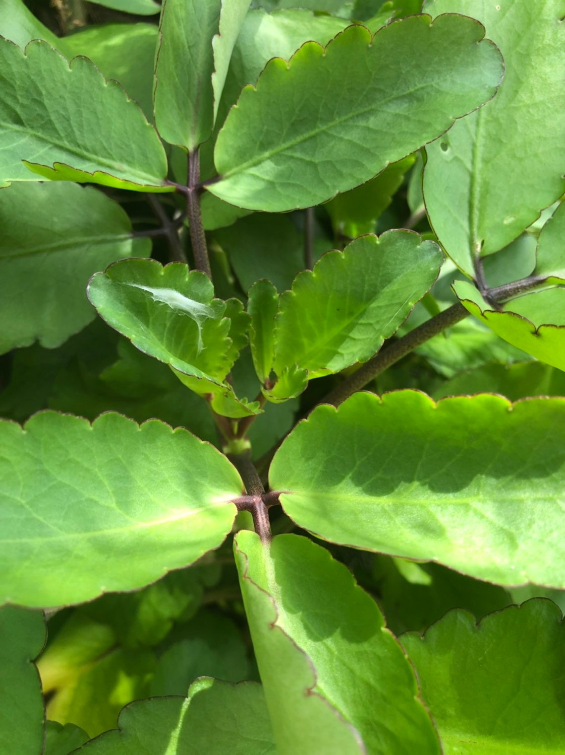 Fresh Jamaican Leaf of Life Herbs Organically Grown Leaves - Etsy