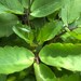 Fresh Jamaican Leaf of Life Herbs Organically Grown Leaves ONLY - Etsy