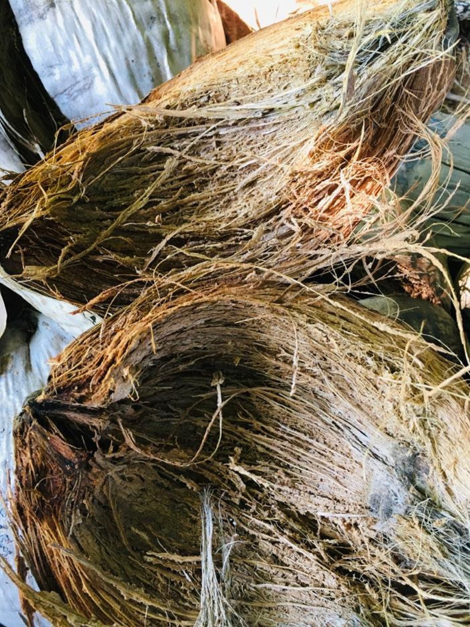 PURE Coconut Husk Fiber, Coconut Coir Organic & Unprocessed - Etsy