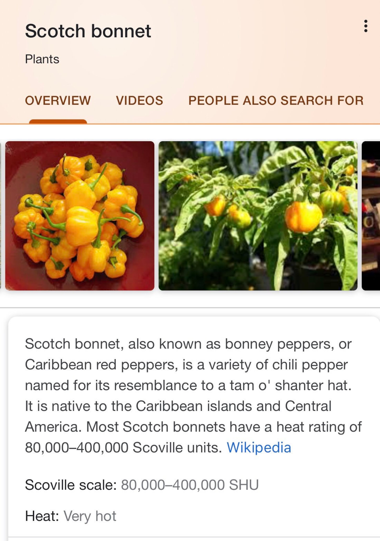 Whole Fresh Scotch Bonnet Peppers. Fresh Pods of Genuine Scotch Bonnets ...