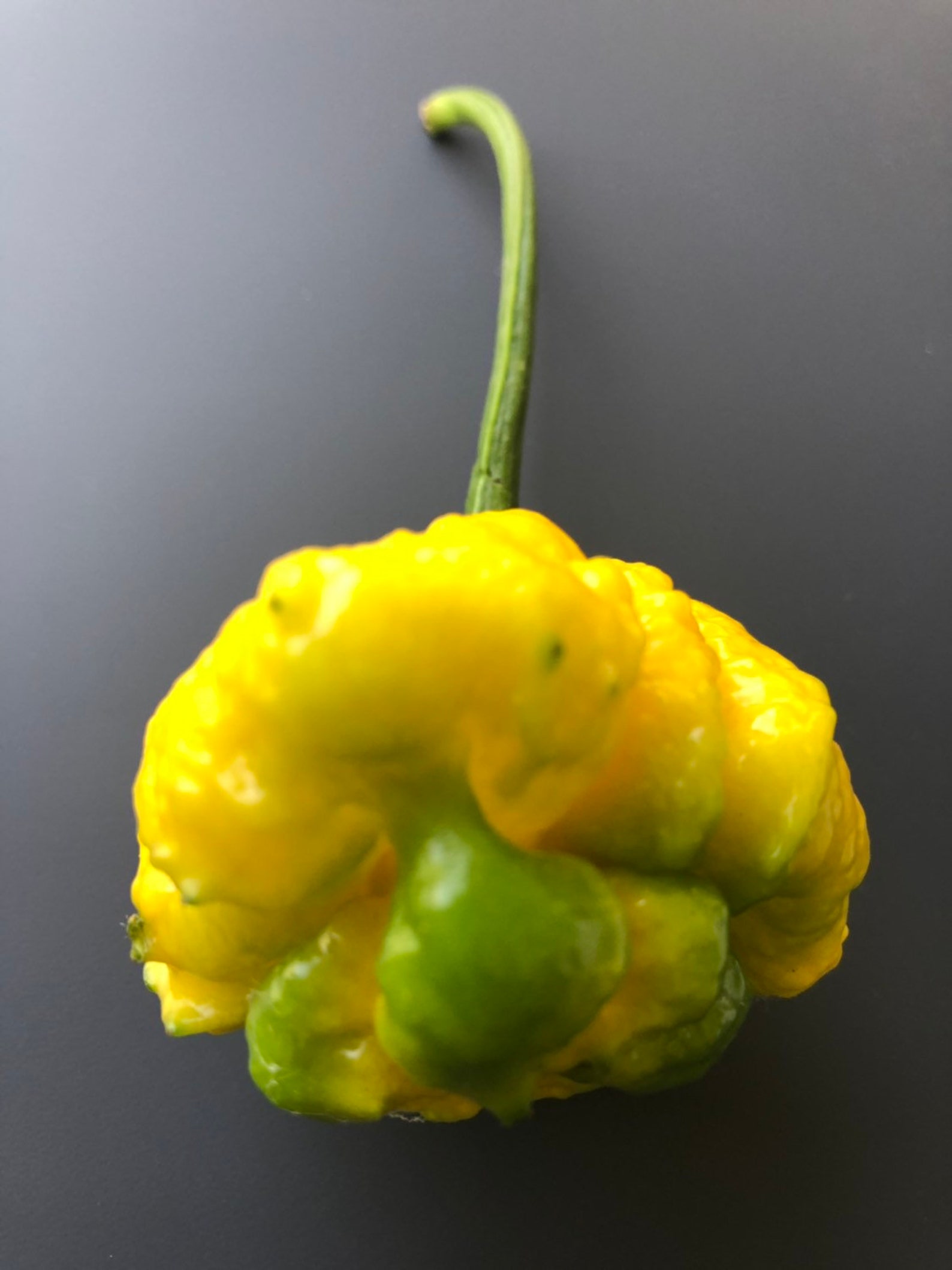Whole Fresh Scotch Bonnet Peppers. Fresh Pods of Genuine Scotch Bonnets ...