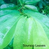 Fresh Jamaican Leaf of Life Herbs - Organically Grown, Leaves ONLY - Etsy
