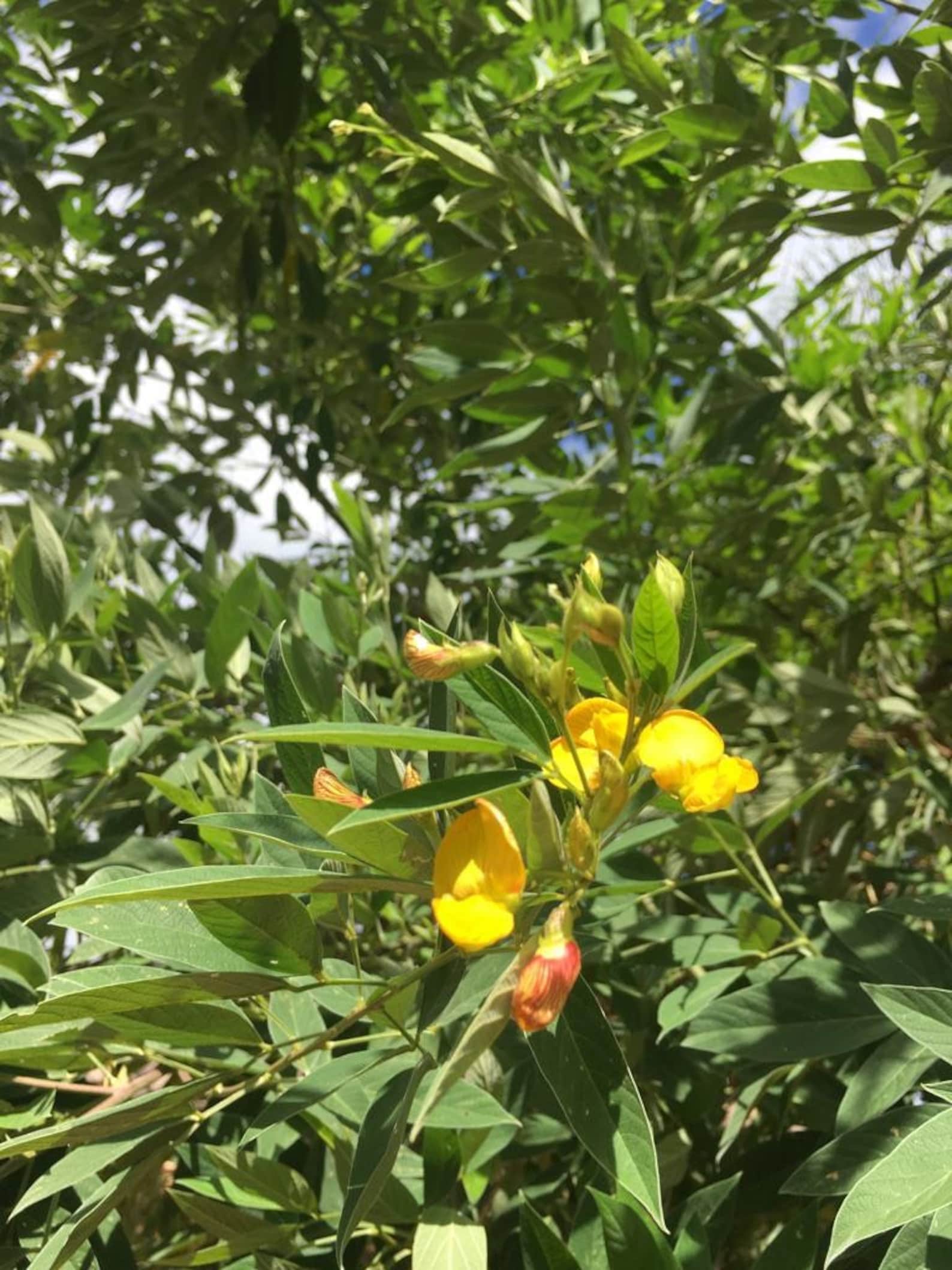 Pigeon Peas / Gungo Peas / Gandules - Dried - Etsy