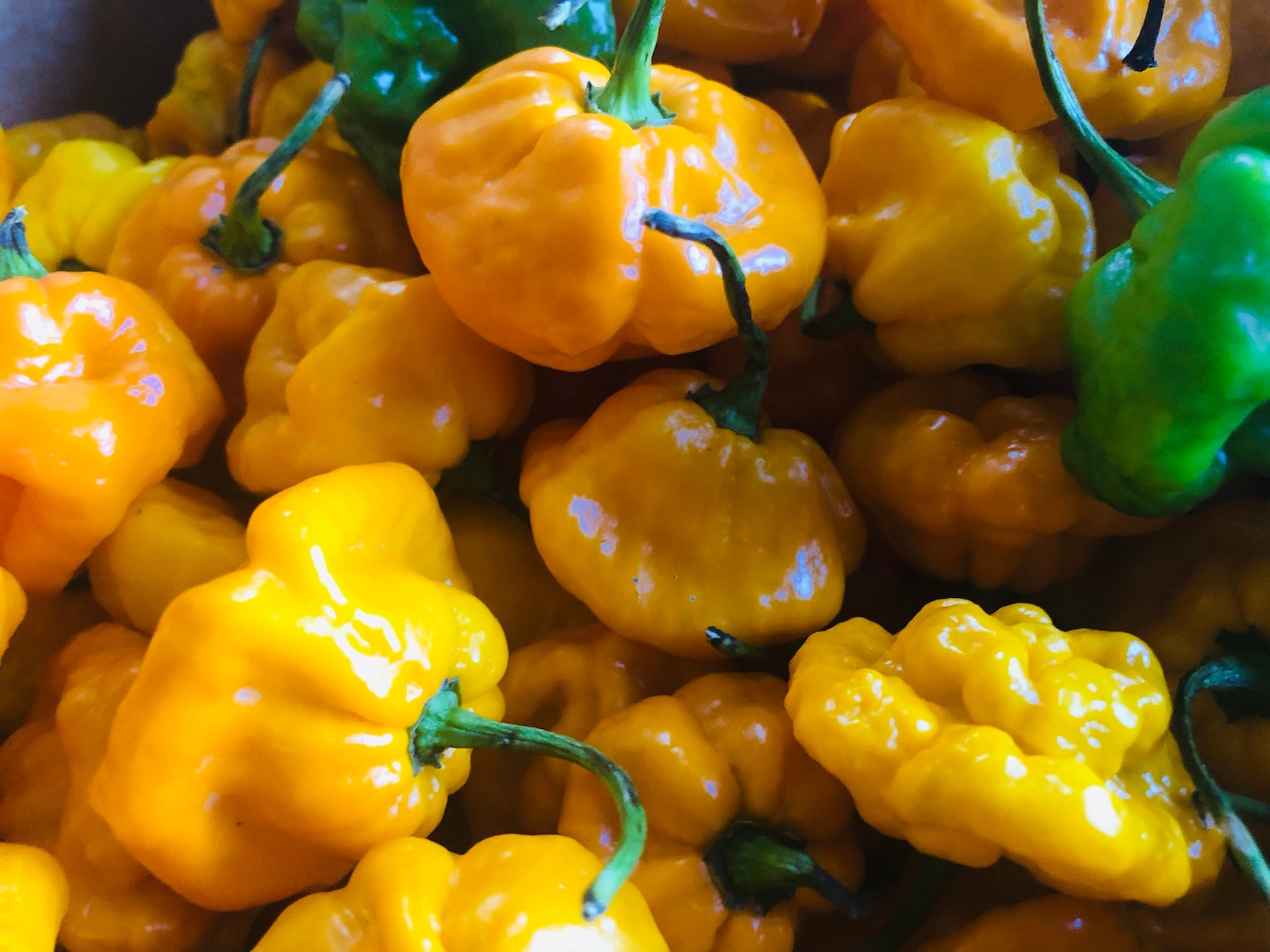 Whole Fresh Scotch Bonnet Peppers. Fresh Pods of Genuine Scotch Bonnets ...