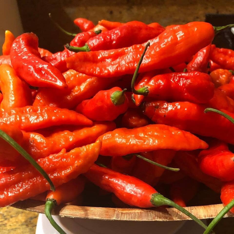 WHOLE Dried Ghost Peppers 1 oz. SALE | Etsy