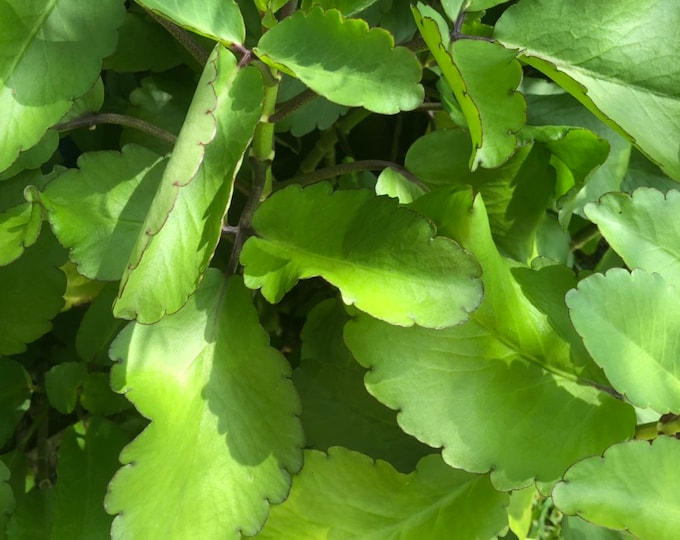 Fresh Jamaican Leaf of Life Herbs Organically Grown Leaves - Etsy