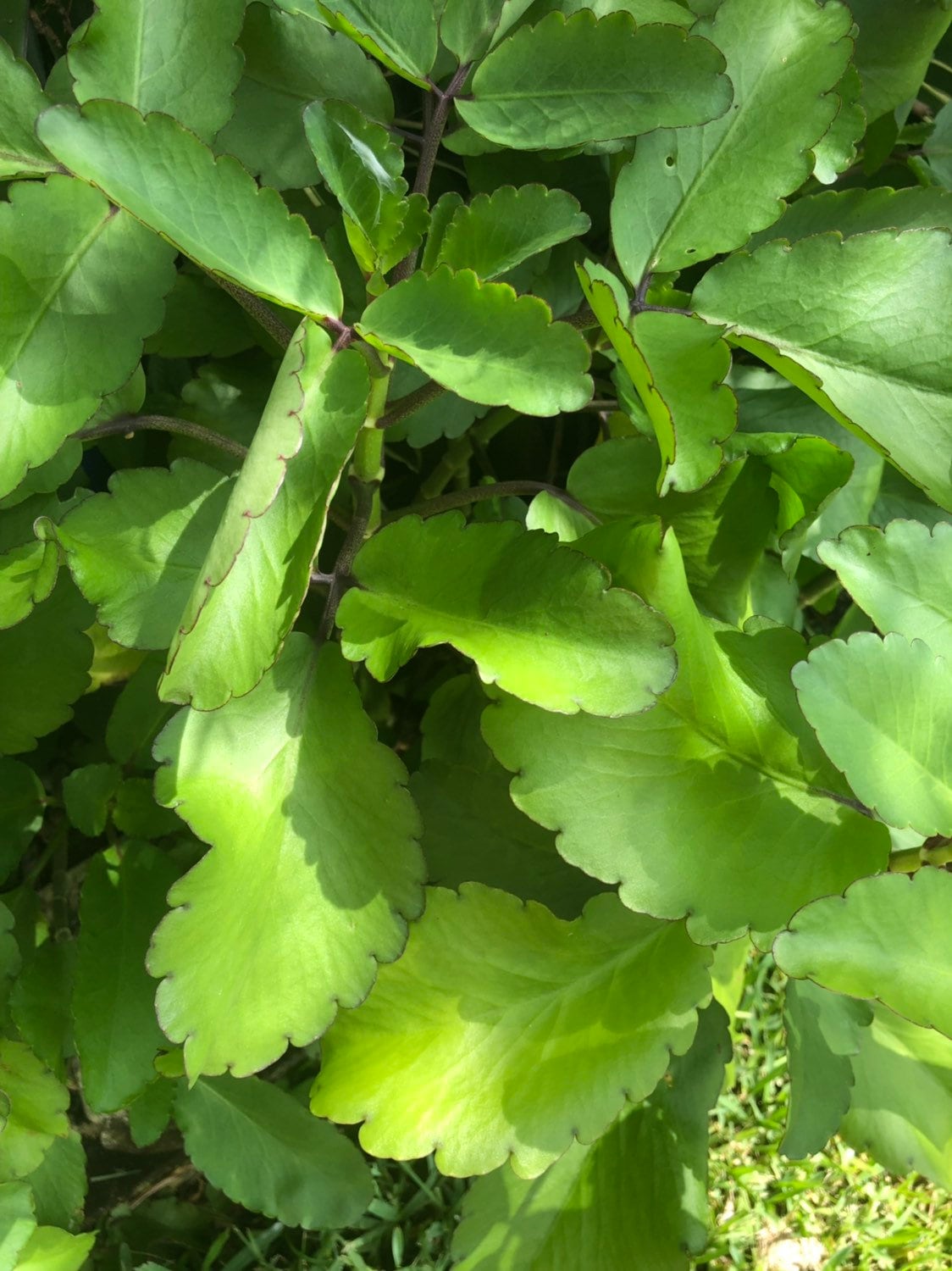 Fresh Jamaican Leaf of Life Herbs Organically Grown Leaves - Etsy