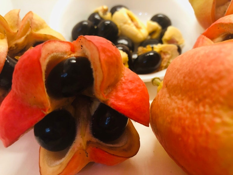 Ackee Seeds Blighia Sapida Seeds ONLY 5 Seeds. Grow Your Own - Etsy UK