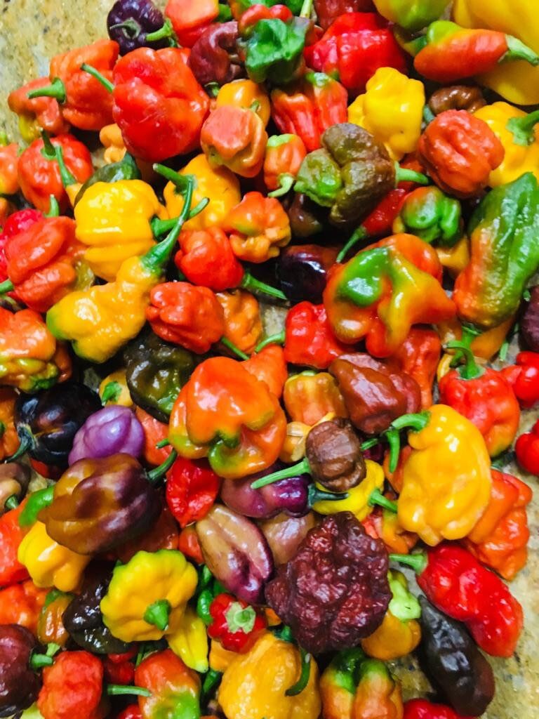 GHOST or SUPER HOT Pepper Flakes 2 oz shaker bottle | Etsy