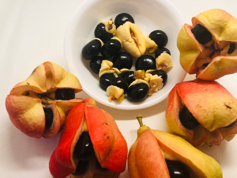 Ackee Seeds Blighia sapida Seeds ONLY 5 seeds. Grow your own | Etsy