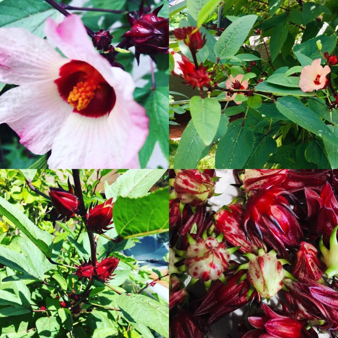 Jamaican Sorrel / Red Hibiscus dried - Etsy