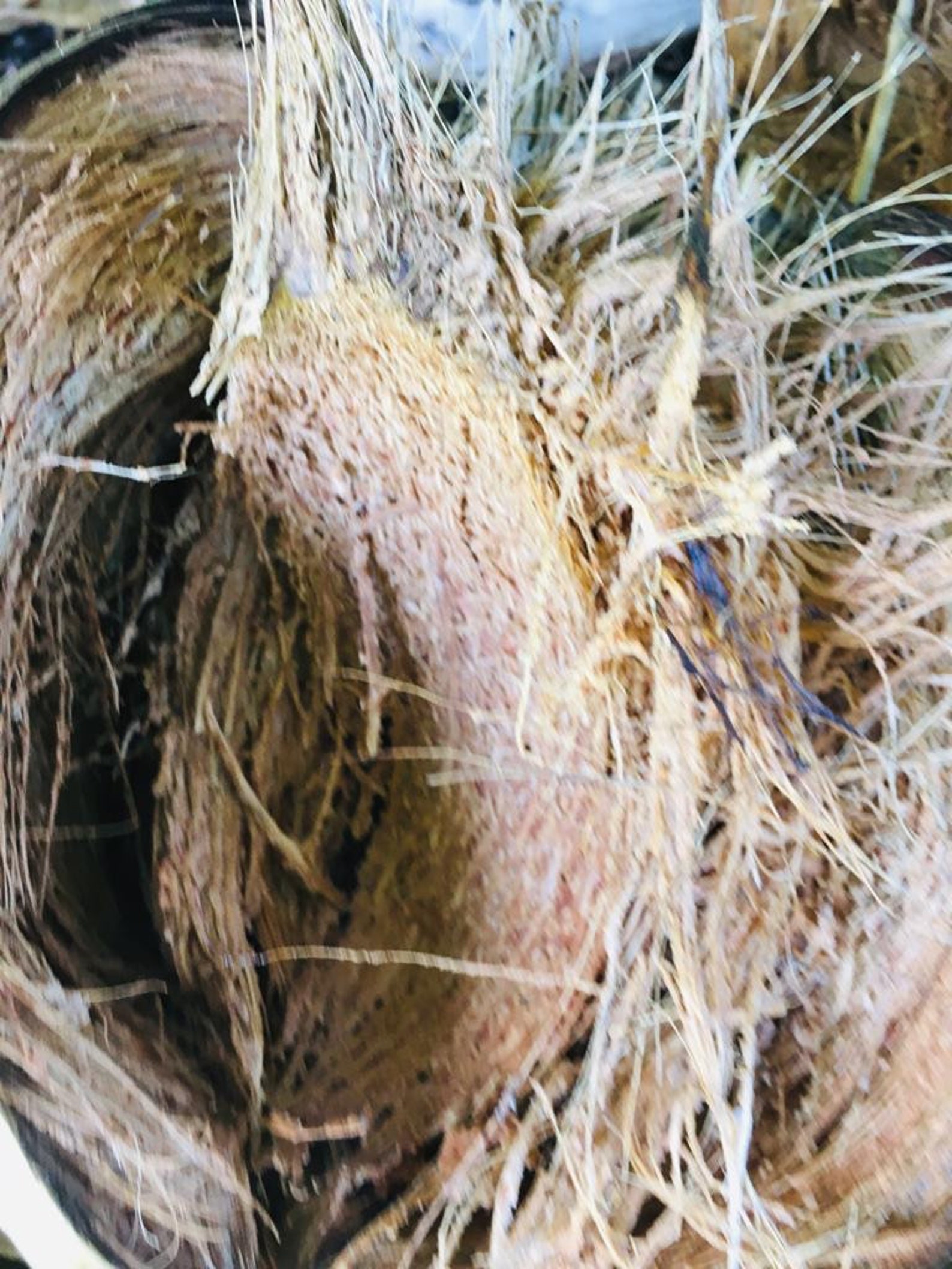 PURE Coconut Husk Fiber Coconut Coir Organic & Unprocessed - Etsy