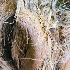PURE Coconut Husk Fiber, Coconut Coir Organic & Unprocessed - Etsy