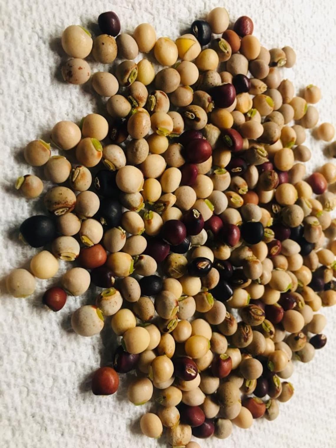 Pigeon Peas / Gungo Peas / Gandules Dried - Etsy