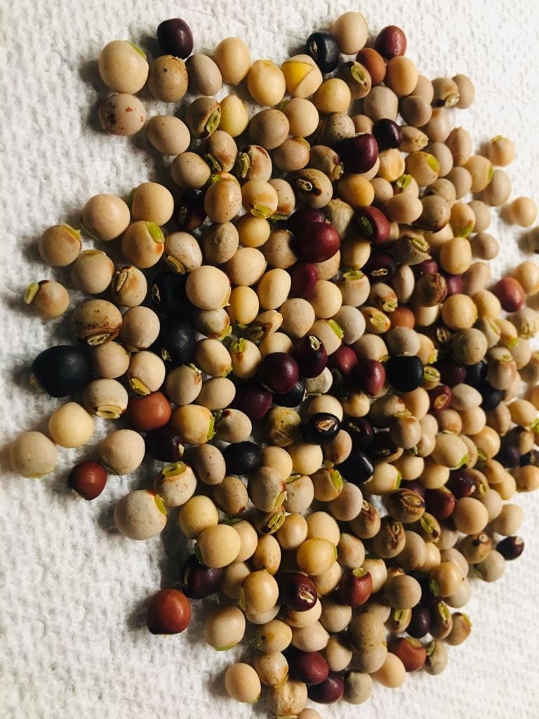 Pigeon Peas / Gungo Peas / Gandules - Dried - Etsy